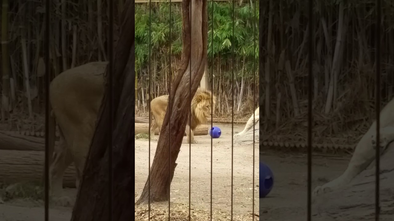 lion'eez butt lick - YouTube