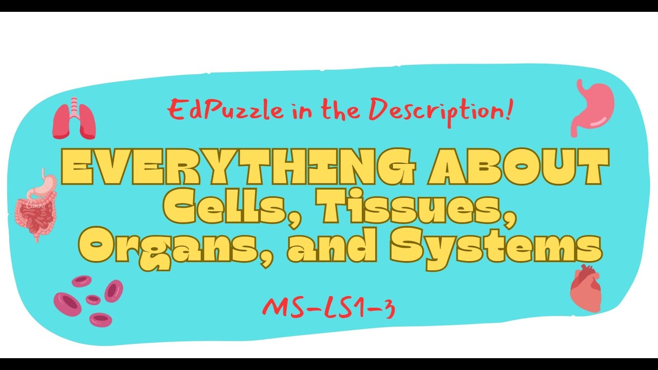 Cells, Tissues, Organs, and Organ Systems: Levels of structure in an ...