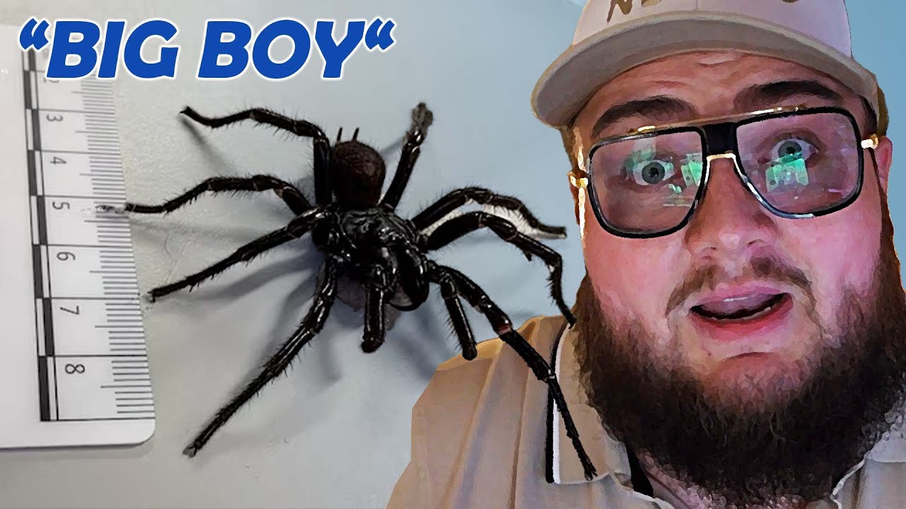 Nový nejjedovatější Pavouk NA SVĚTĚ! - YouTube