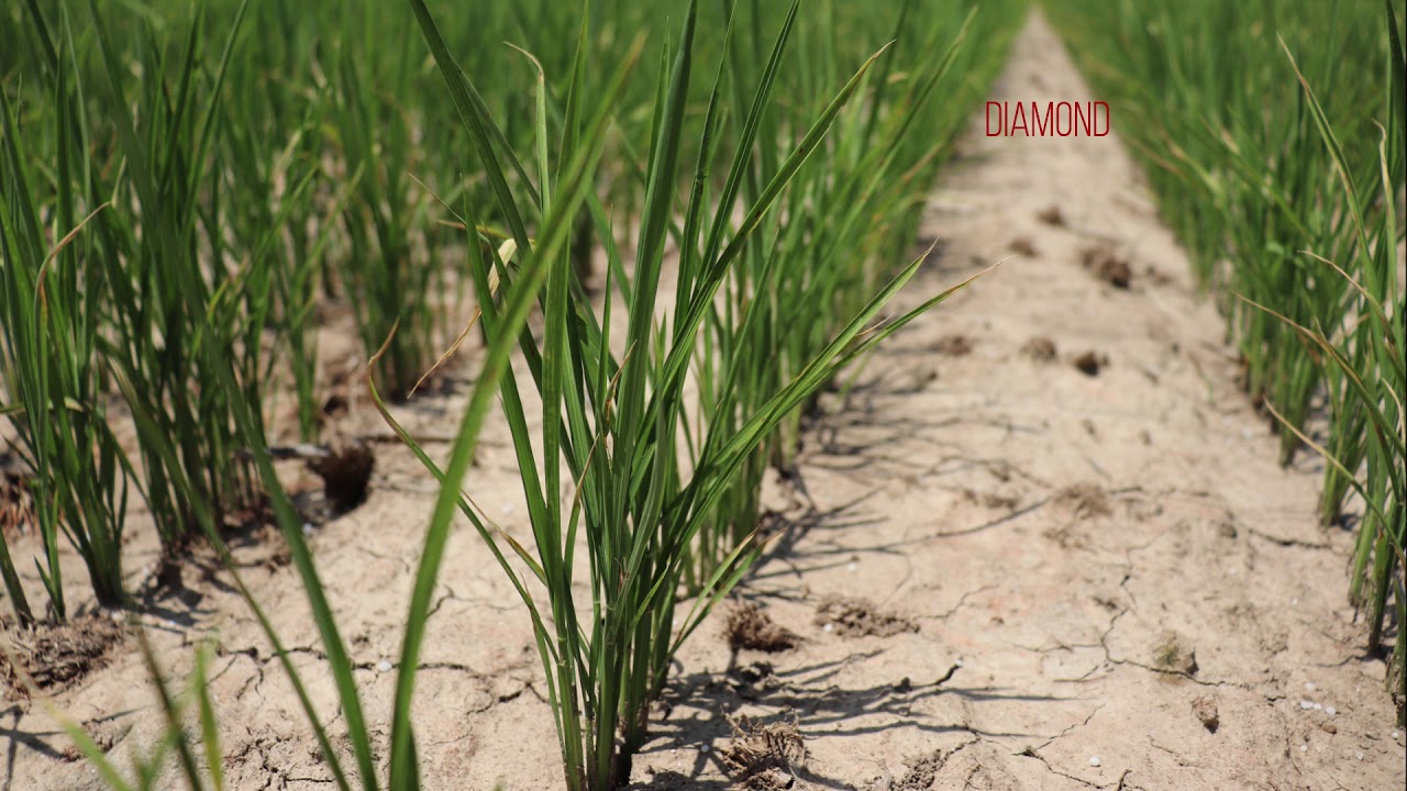 In Season Row Rice Update 2 - YouTube