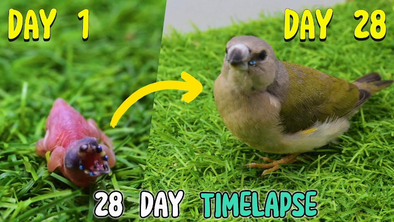 Gouldian Finch Growth: 28-Day Timelapse Transformation!|AviaryTales ...