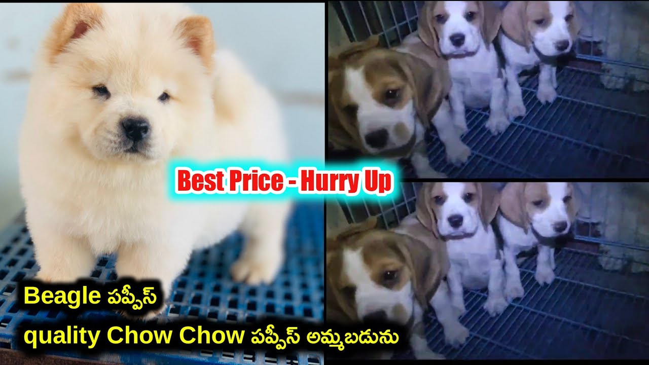 top quality Chow Chow ,Beagle puppies for sale in telugu/8019149259 /aj ...