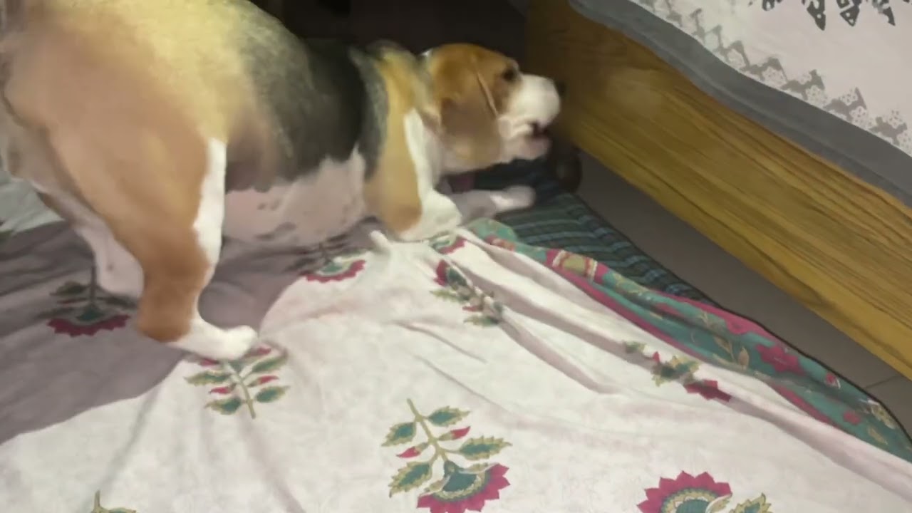 [A Weird Obsession]Beagles are just genius! Watch It! #youtube #viral ...