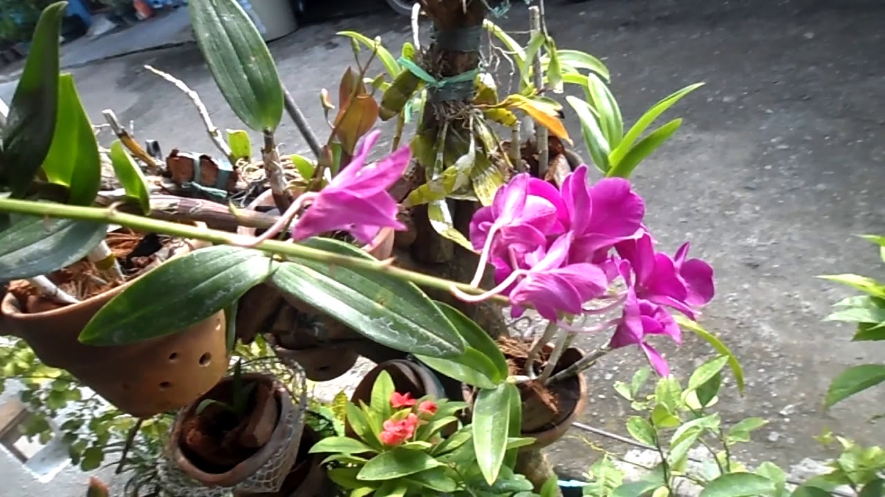Samsung Mv800 Sample Video