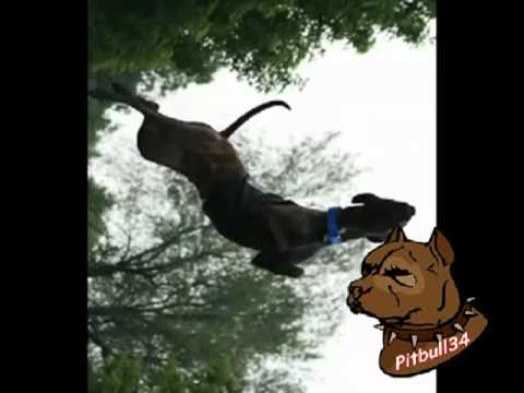 Bu Pitbull Uçuyo - Pitbull34