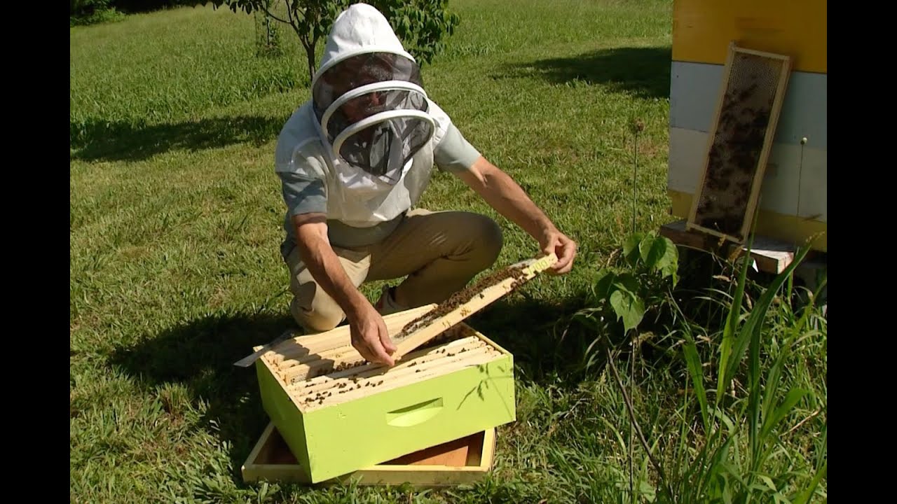 The Science Behind Responsible Beekeeping - YouTube