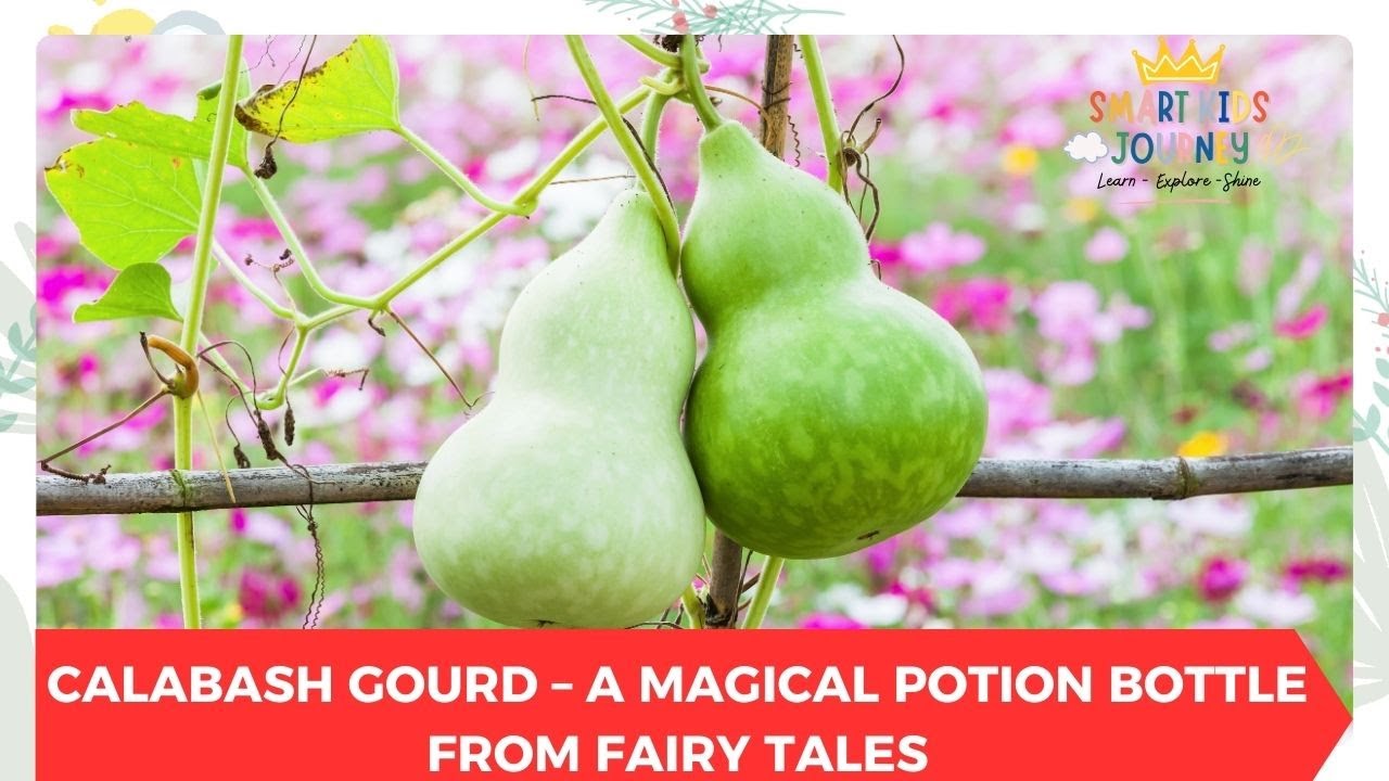 Calabash Gourd – A Magical Potion Bottle from Fairy Tales | Smart Kids ...