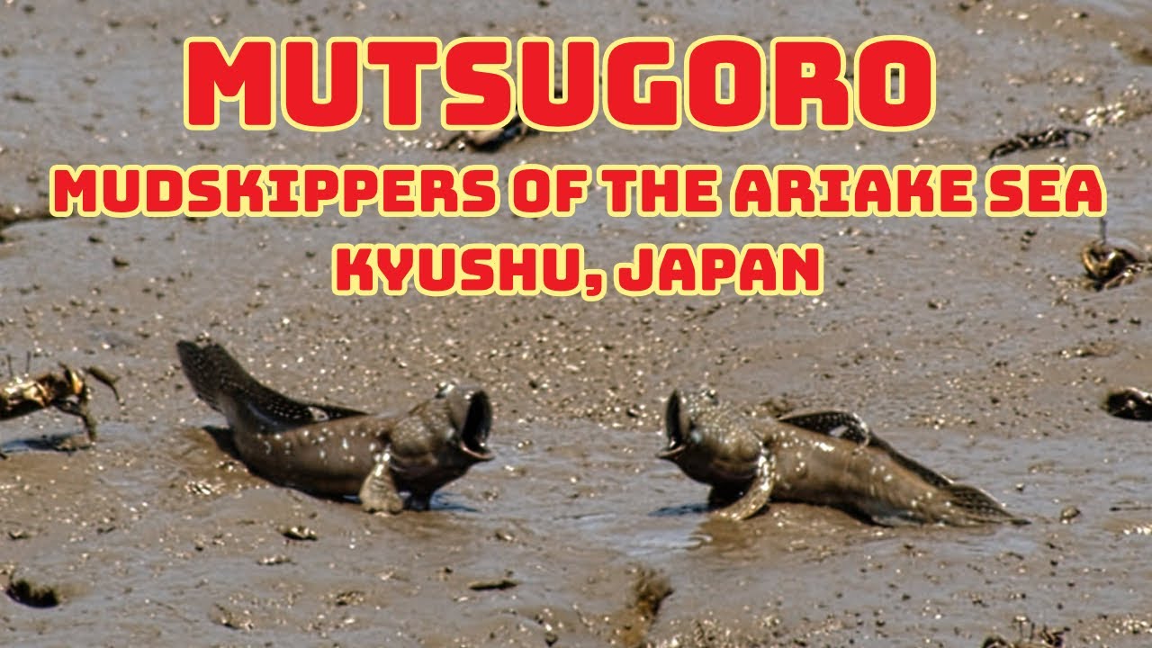 Mutsugoro May 2023 - YouTube