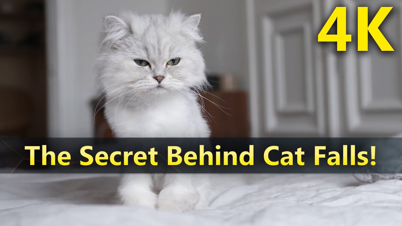 How Cats Survive Crazy Falls! - YouTube