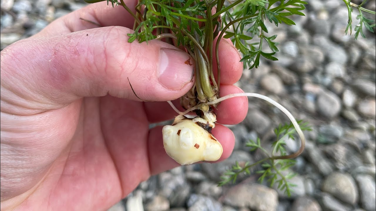 How to identify and find Pignuts aka conopodium majus - YouTube