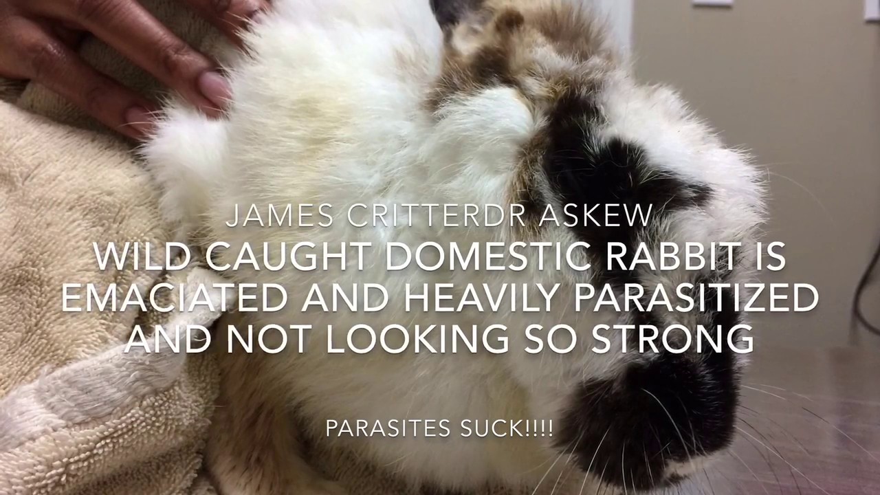 WILD CAUGHT DOMESTIC RABBIT IS EMACIATED AND HEAVILY PARASITIZED AND ...