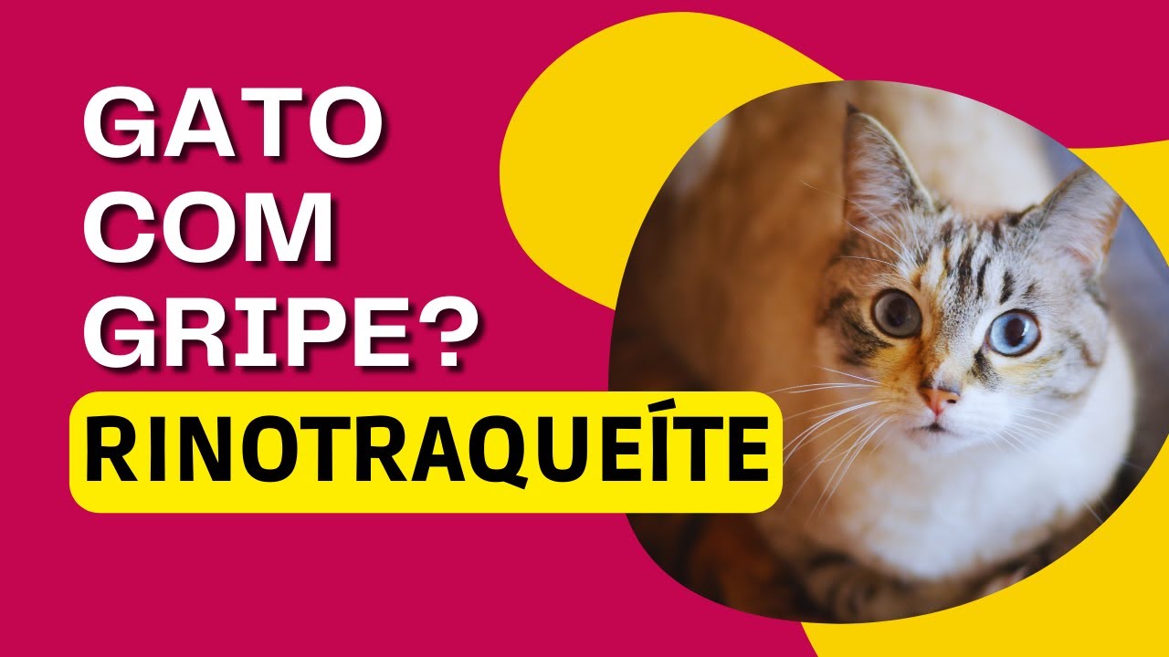 Gato Gripado: Como Tratar Um Gato Com Gripe? (Rinotraqueíte Felina ...