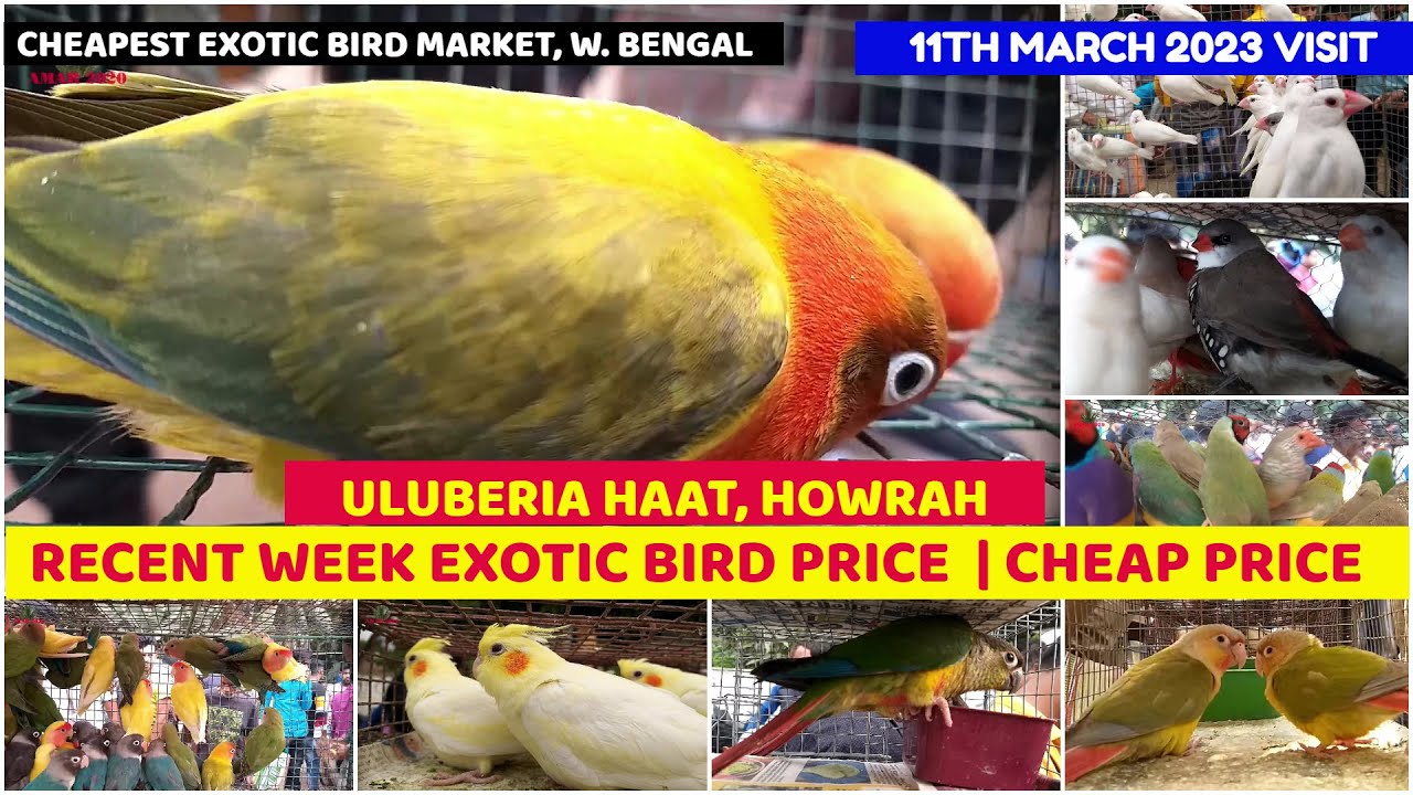Uluberia Pet Market Howrah, West Bengal | Cheapest Bird Market | Recent ...