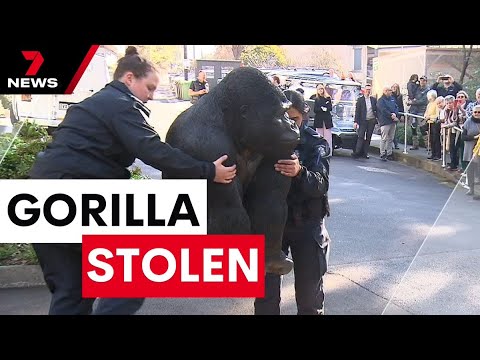 Missing gorilla found in backyard | 7NEWS - YouTube