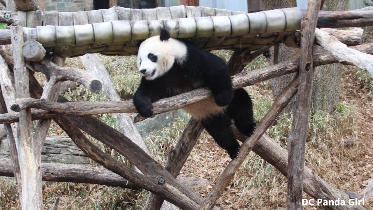 #Giantpanda #xiaoqiji Happy National Panda Day!! 🐼🎉💞🐾🥰 - YouTube