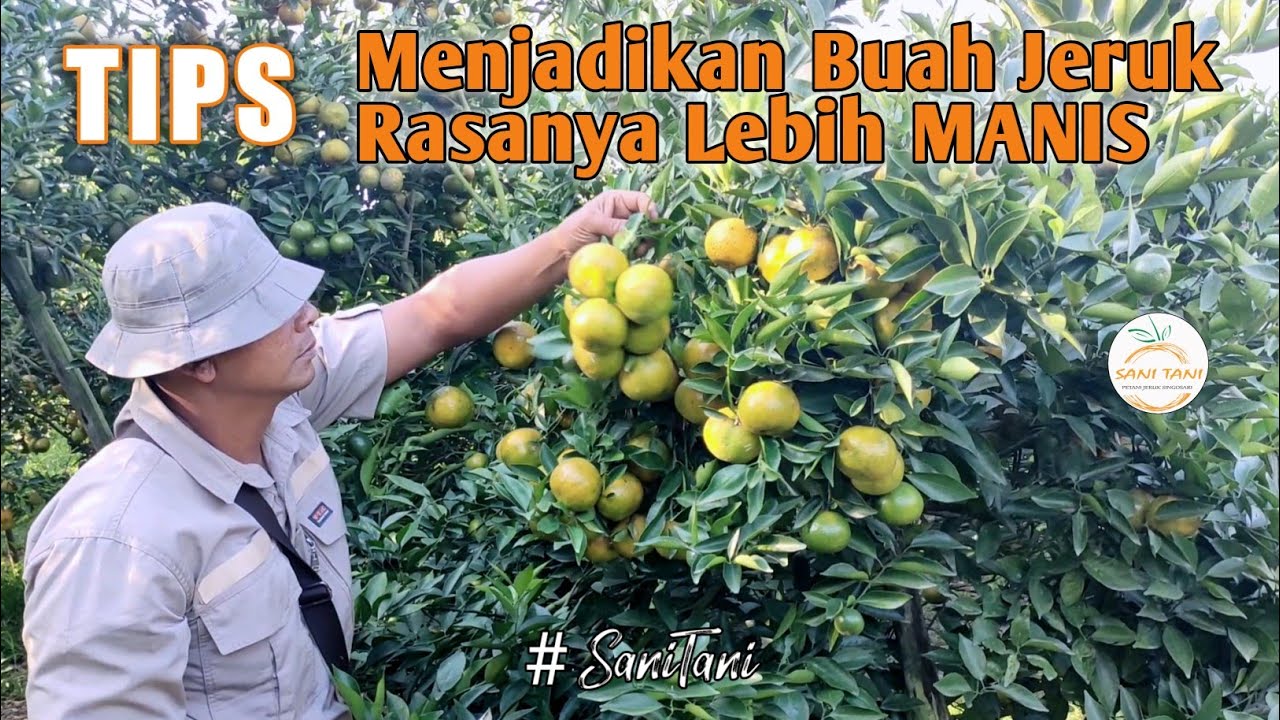 CARA MENJADIKAN RASA BUAH JERUK LEBIH MANIS - YouTube