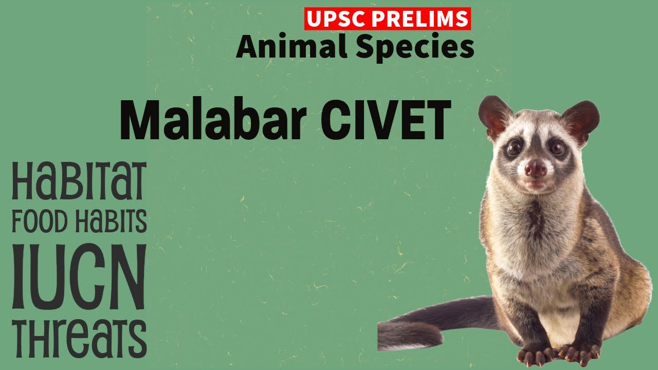 MALABAR CIVET || Animal Species - YouTube