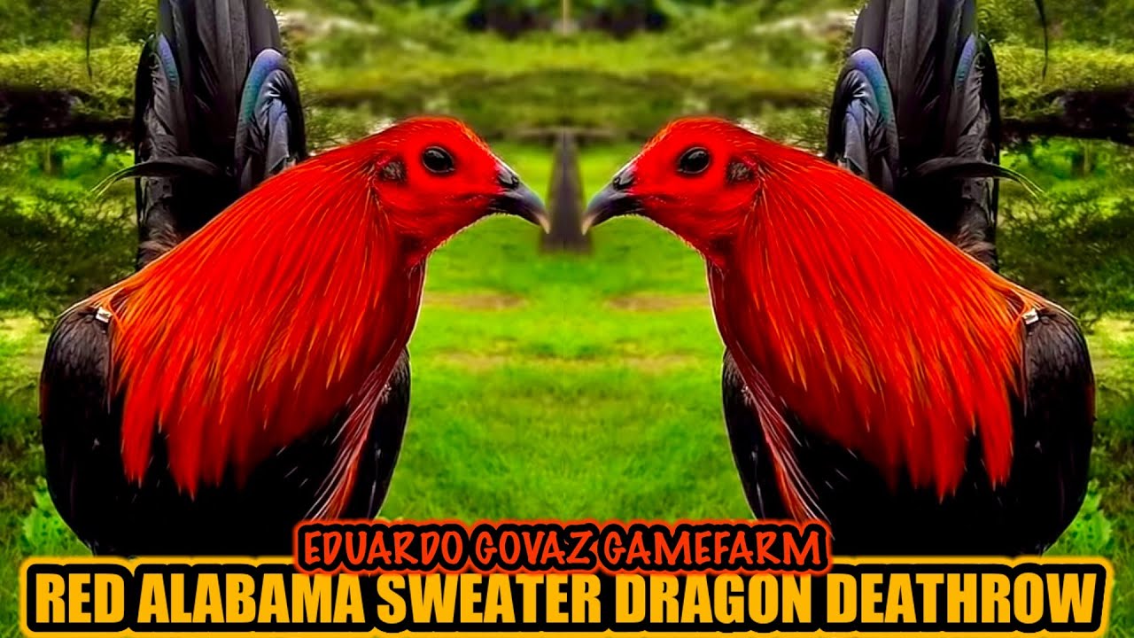 Red Alabama Sweater Dragon Deathrow ~ EDUARDO GOVAZ GAMEFARM - YouTube