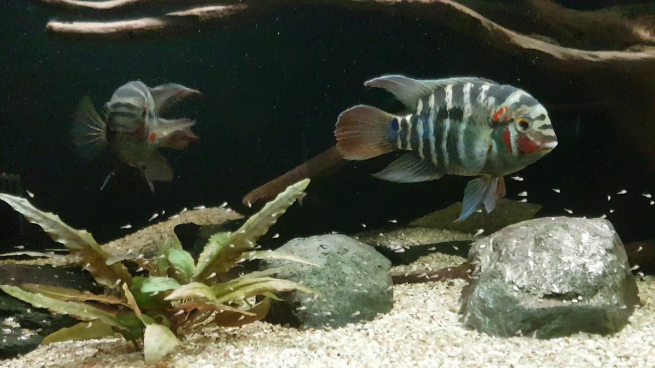 Krobia xinguensis - YouTube