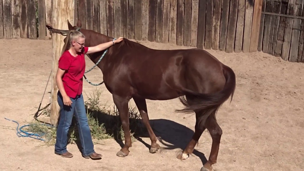 PALOMA @ the Good Shepherd Ranch - YouTube