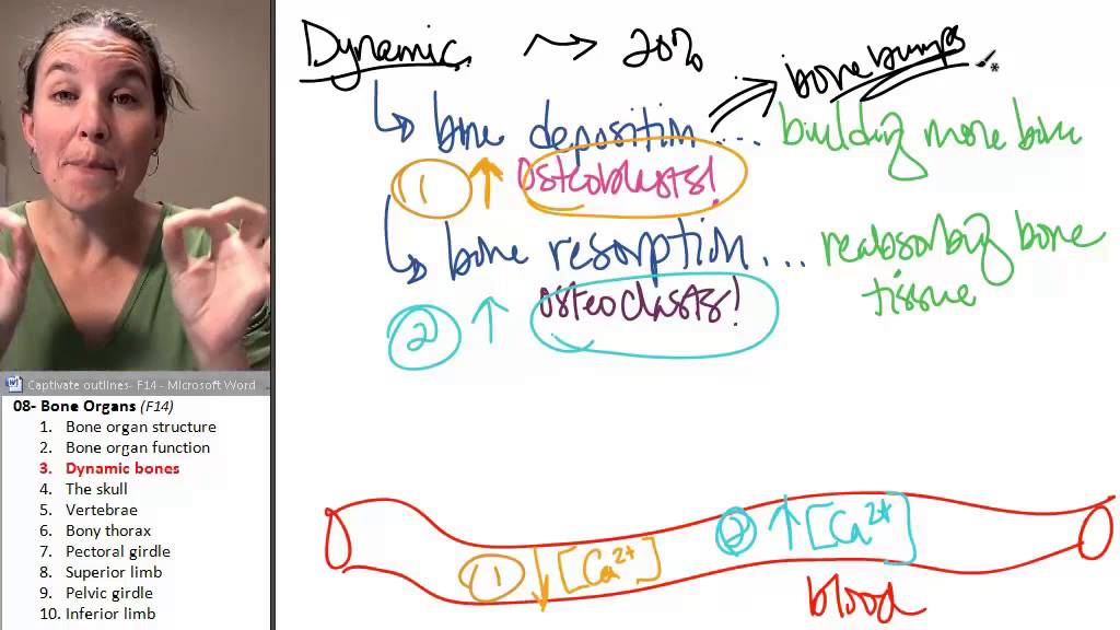 Bone Organs 3- Dynamic bones - YouTube