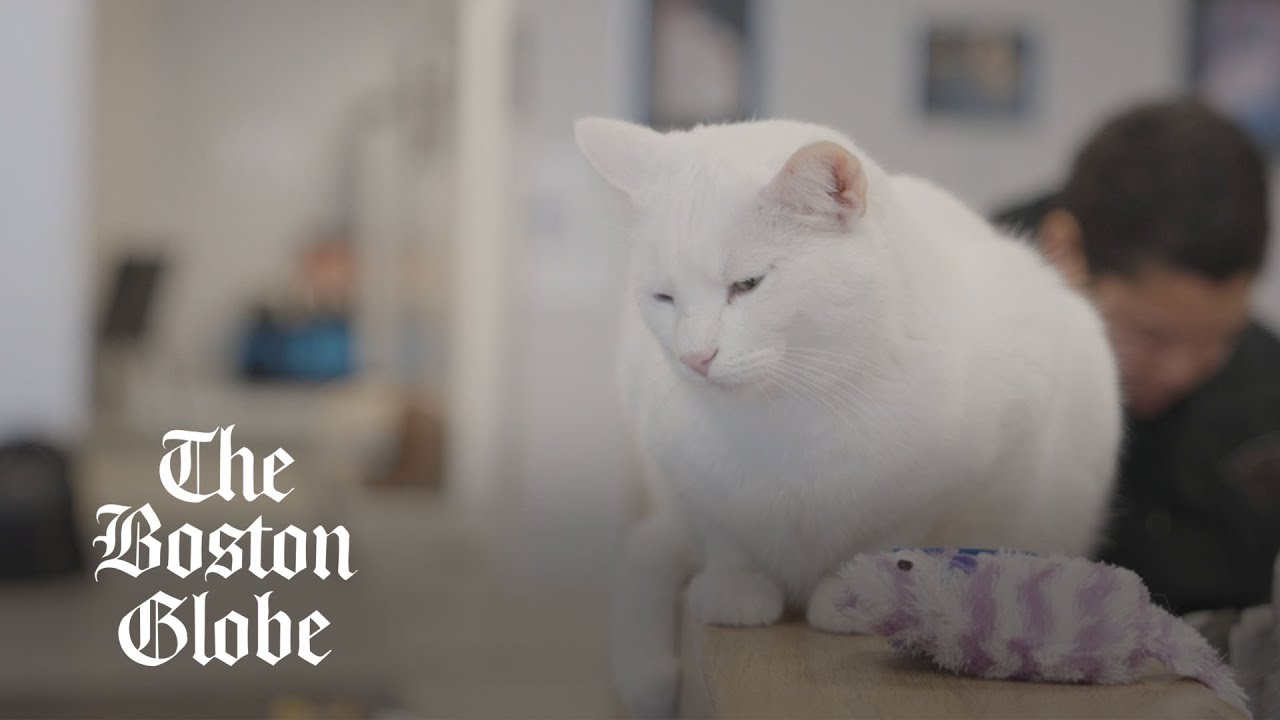 This Massachusetts cat cafe has people waiting months to hang with ...