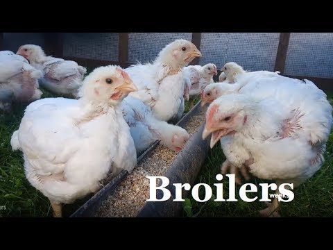 growing broilers yourself for meat *full process* - YouTube