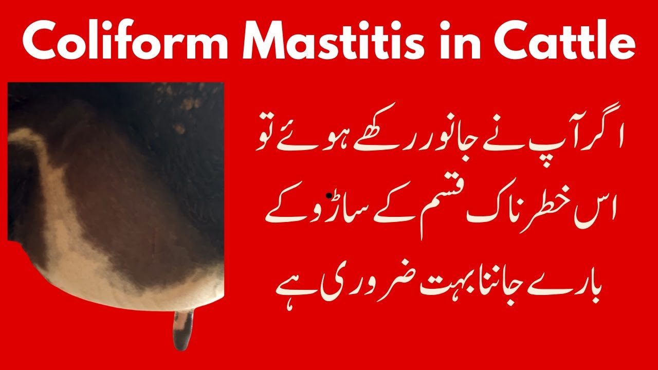 Coliform Mastitis in Cattle: E. coli Infection, Symptoms & Best ...