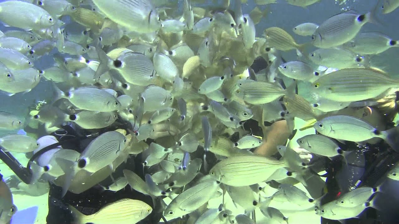 buceo en cala delta - YouTube