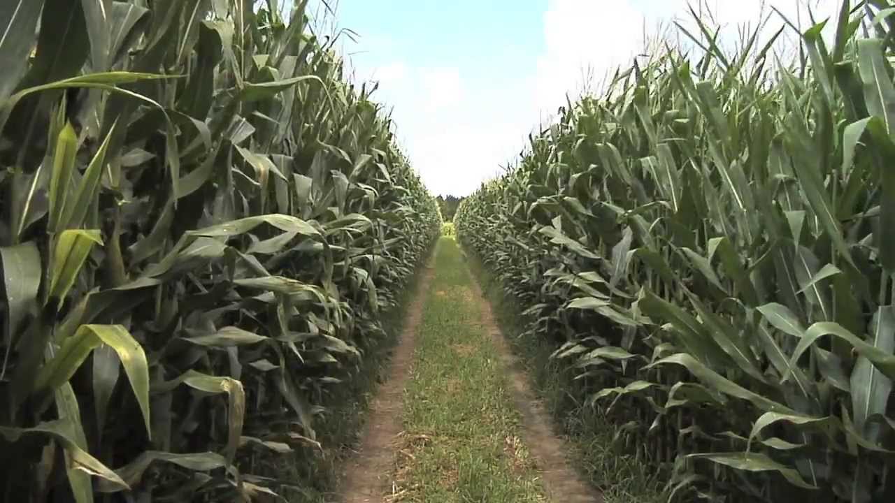 Corn Field Day Demonstrates Power Of Weather Over Crops - YouTube
