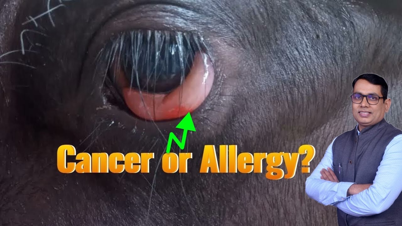 Bovine Cancer Explained: Lymphosarcoma & BLV - YouTube