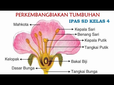 PERKEMBANGBIAKAN TUMBUHAN (IPAS KELAS 4 SD) - YouTube