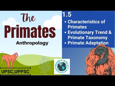 What Physical Ability Does A Strong Clavicle Give To Primates