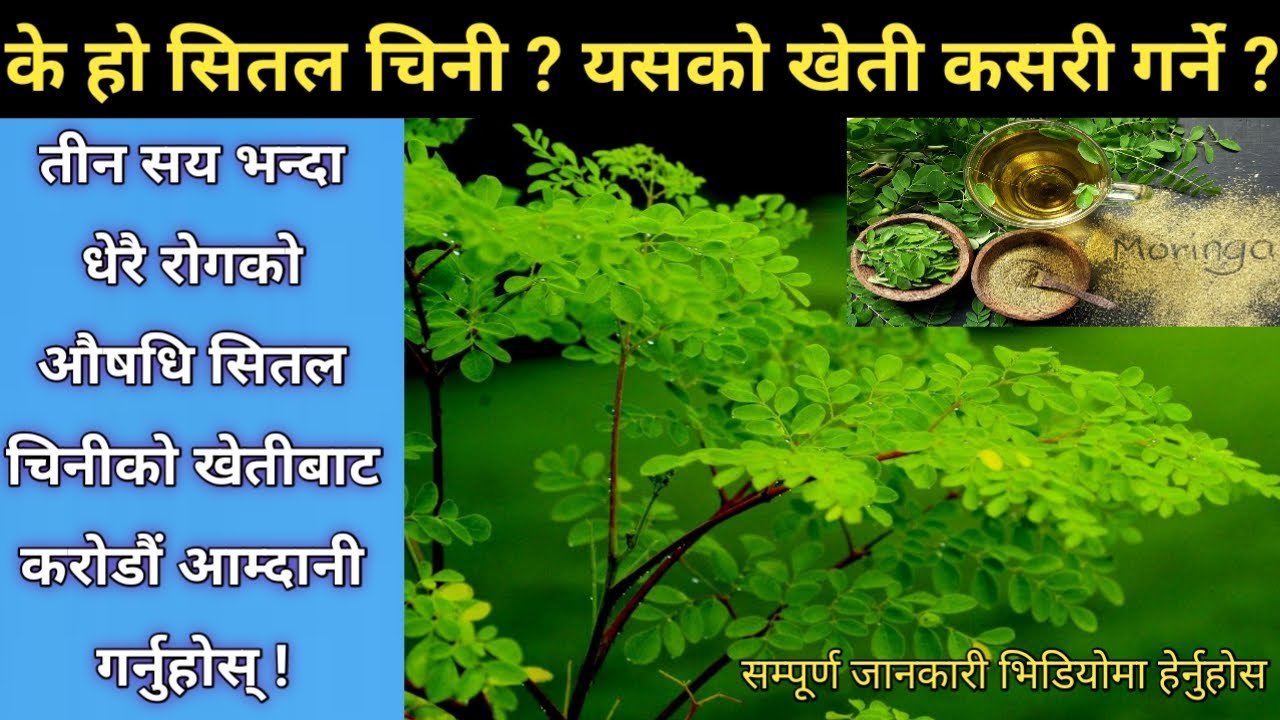 चमत्कारी रूख सितल चिनी खेतीबाट करोडौं आम्दानी || Moringa cultivation in ...