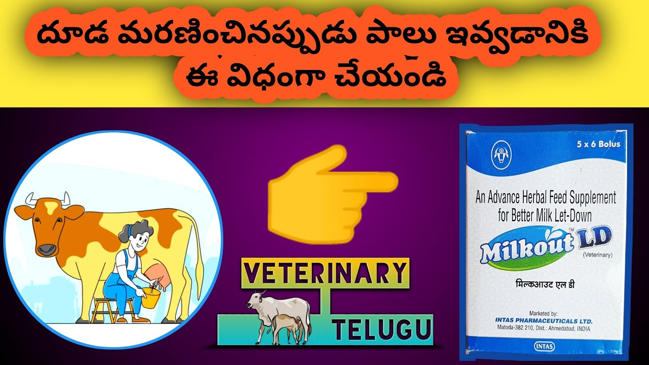 Milk in Calf Deaths | Milk Out LD Tablets | Increase milk Production ...