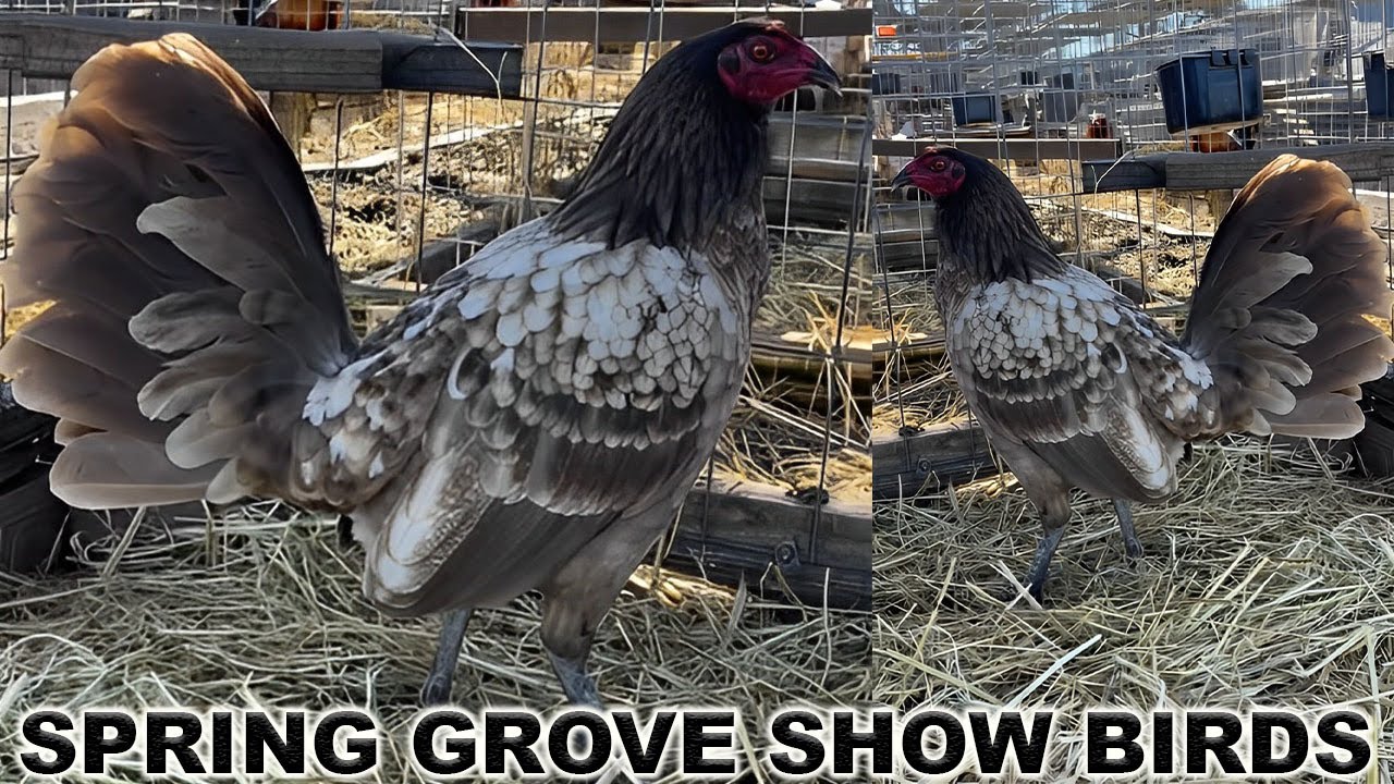 CALIFORNIA 💯‼️ Show Birds Spring Grove - Beautiful Birds Farm Visit USA ...