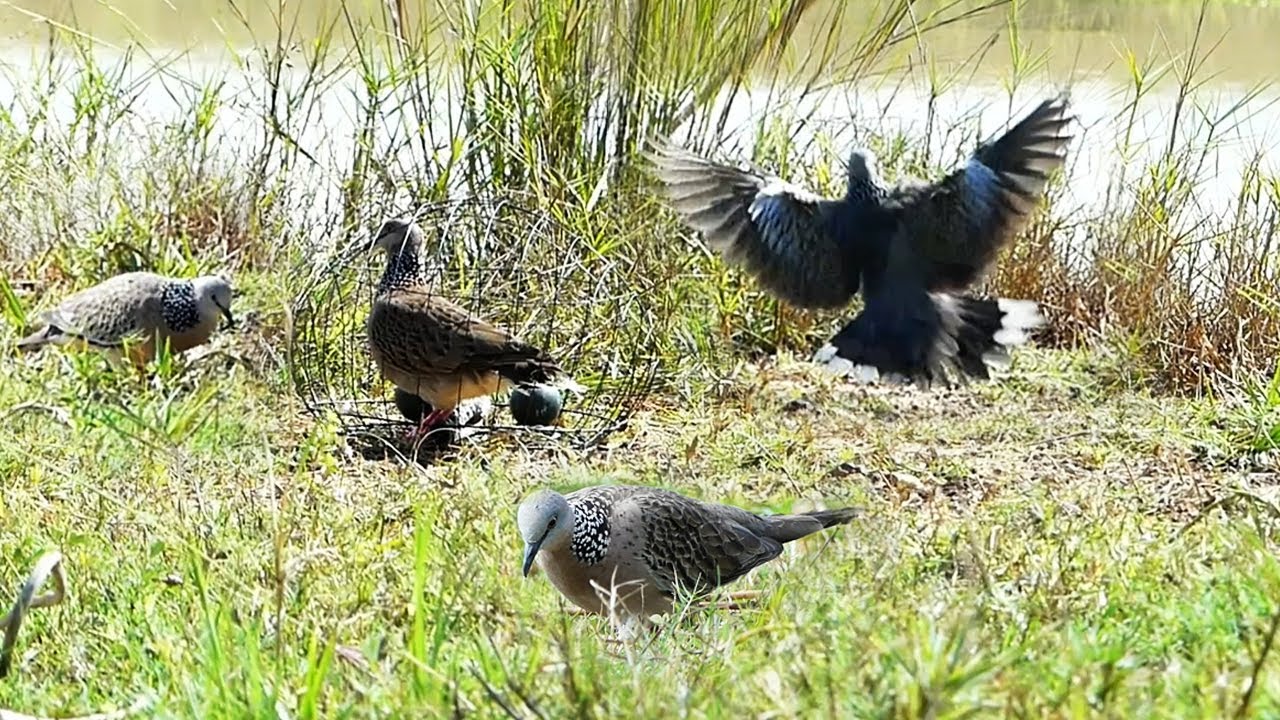 Fantastic dove traps - Really great catching wild dove with trap ...