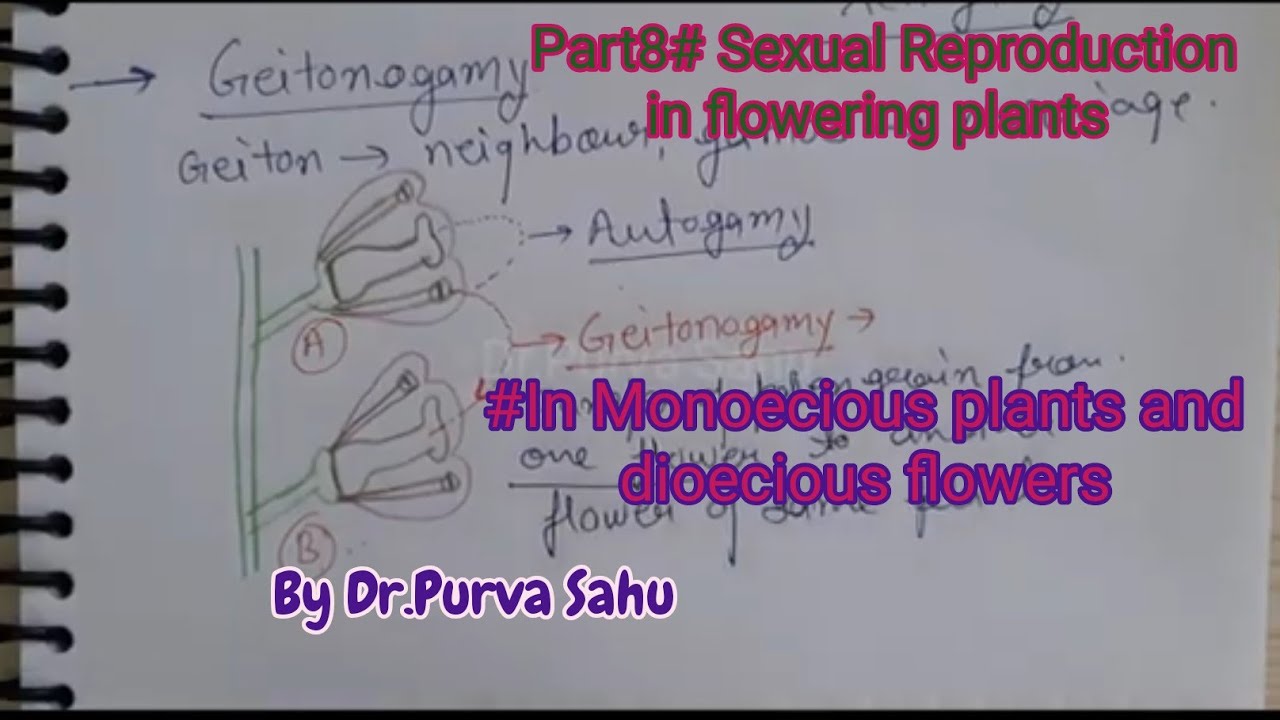 Part8#Geitonogamy#NEET#CLASS12#NCERT...maize and castor में क्या होगा ...