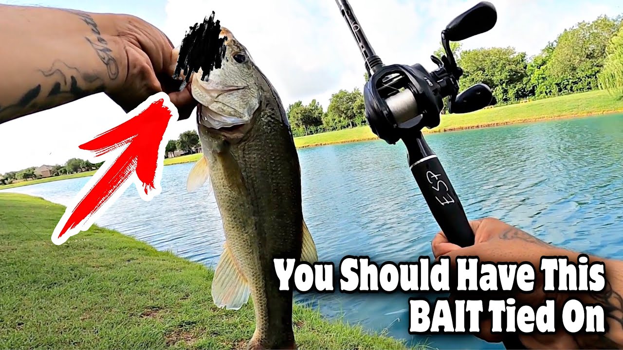 Key BAIT for JUNE POND FISHING / Also CRAZY ALLIGATOR Catch - YouTube