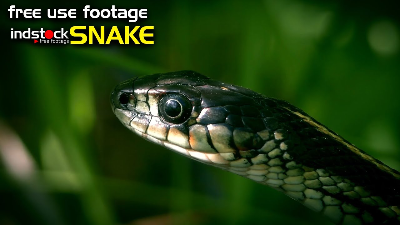 indstock free footage nocopyright-animal-snake-ular-FullHD video - YouTube
