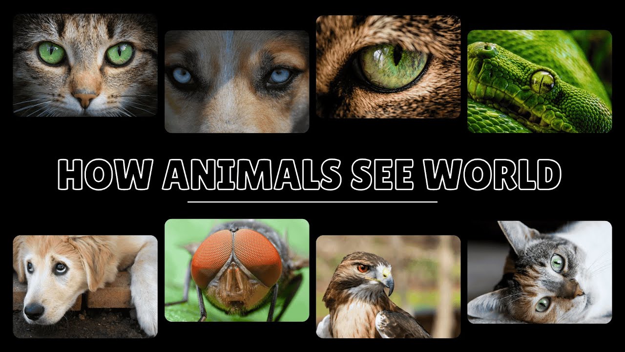 How Animals See the World - YouTube