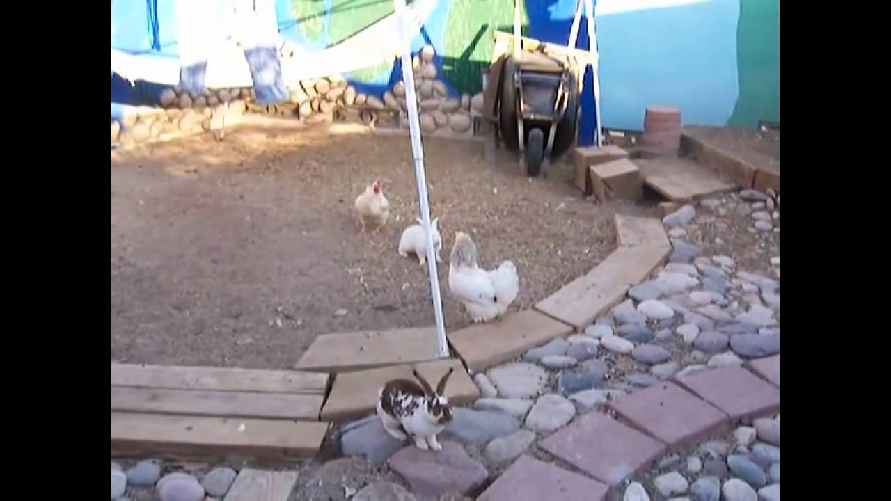 The Thug Life Channel- Chicken Police - YouTube