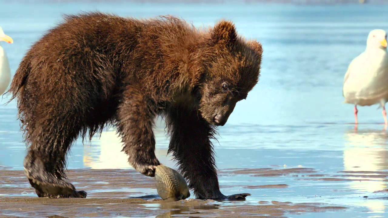 BEARS - Digging Up Clams - YouTube