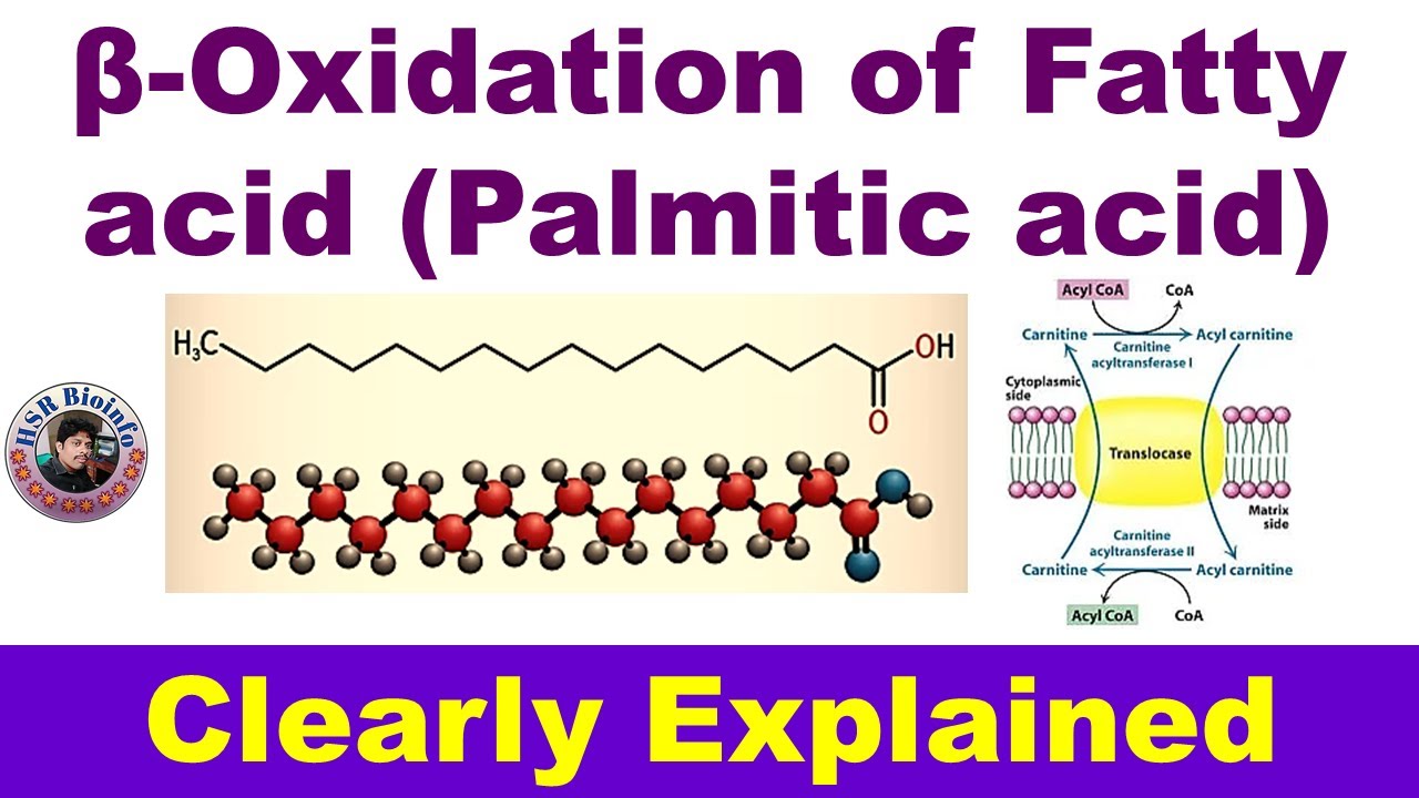 Beta oxidation of fatty acid (Palmitic acid) | Fatty acid catabolism ...