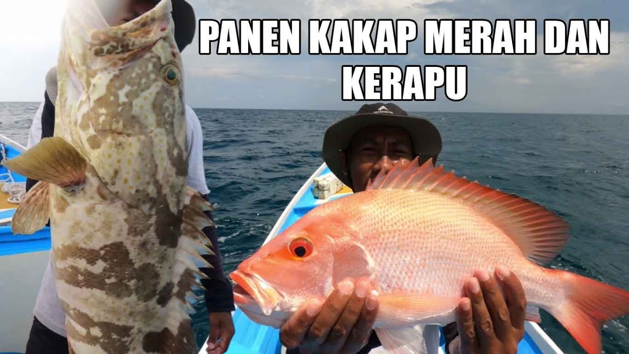 Rawai senggol dan panen kakap merah. - YouTube