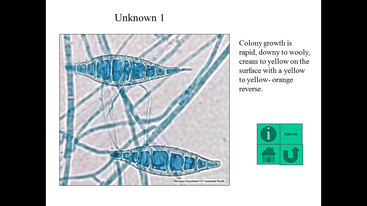 Dermatophyte Identification Chart