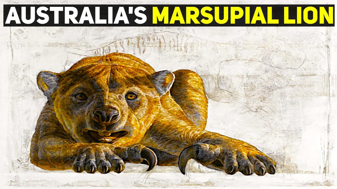 Australia's Fascinating Extinct Marsupial Lion - YouTube