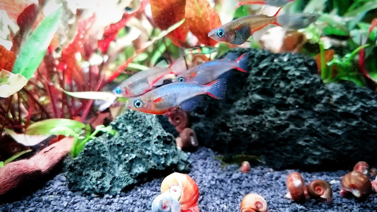 Oryzias woworae daisy rice fish 🐟 - YouTube