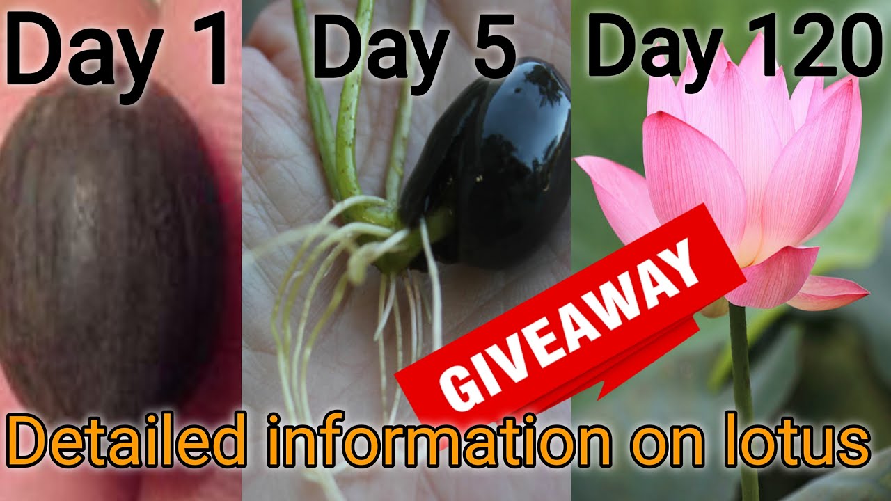How To Grow Lotus From Seed At Home With Flower Result || Easy Method ...
