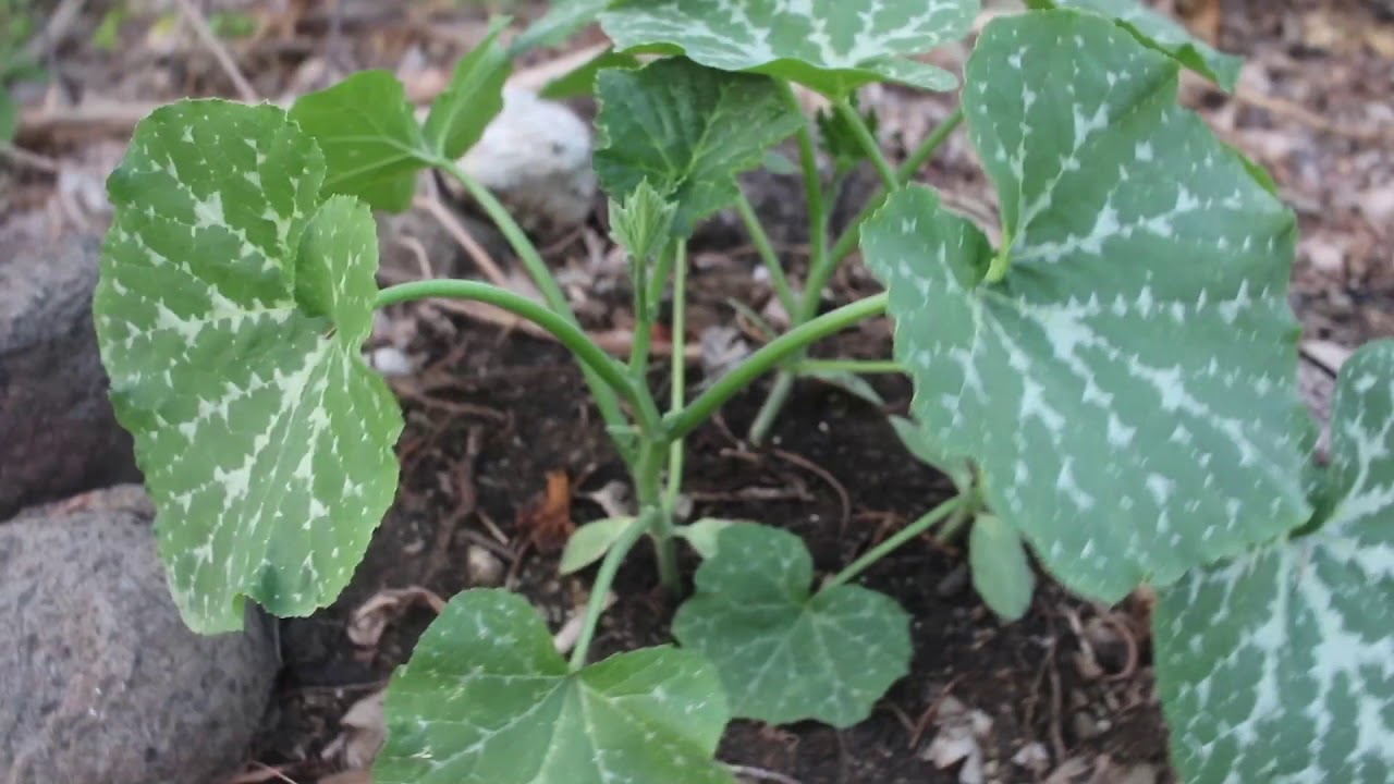 A Garden Lot Update (now with less trees) - YouTube